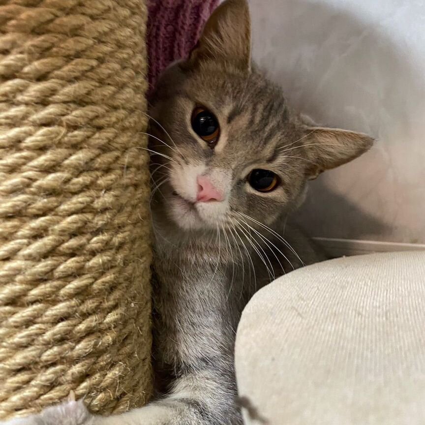 Кошечка Нюша в добрые руки