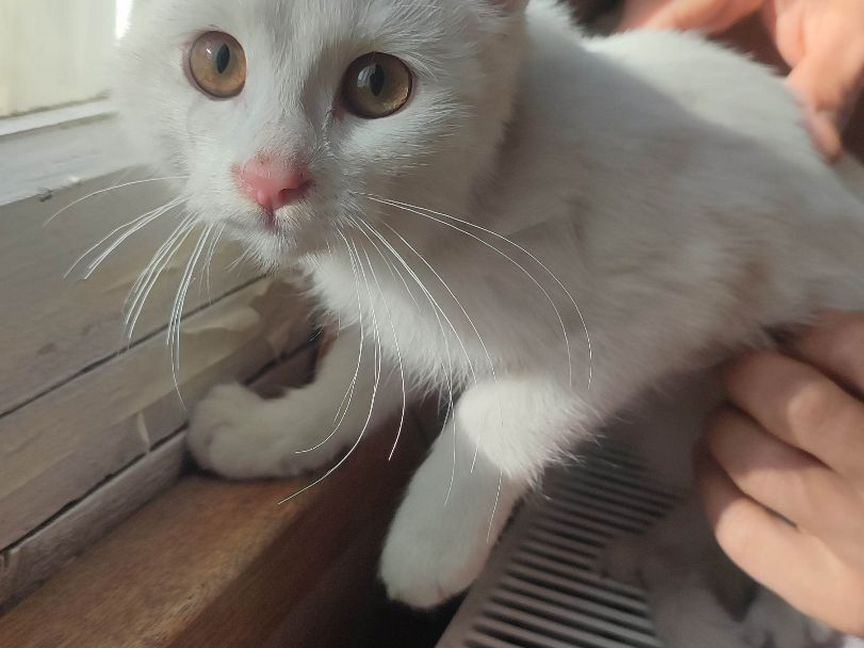 Котёнок кошка в добрые руки