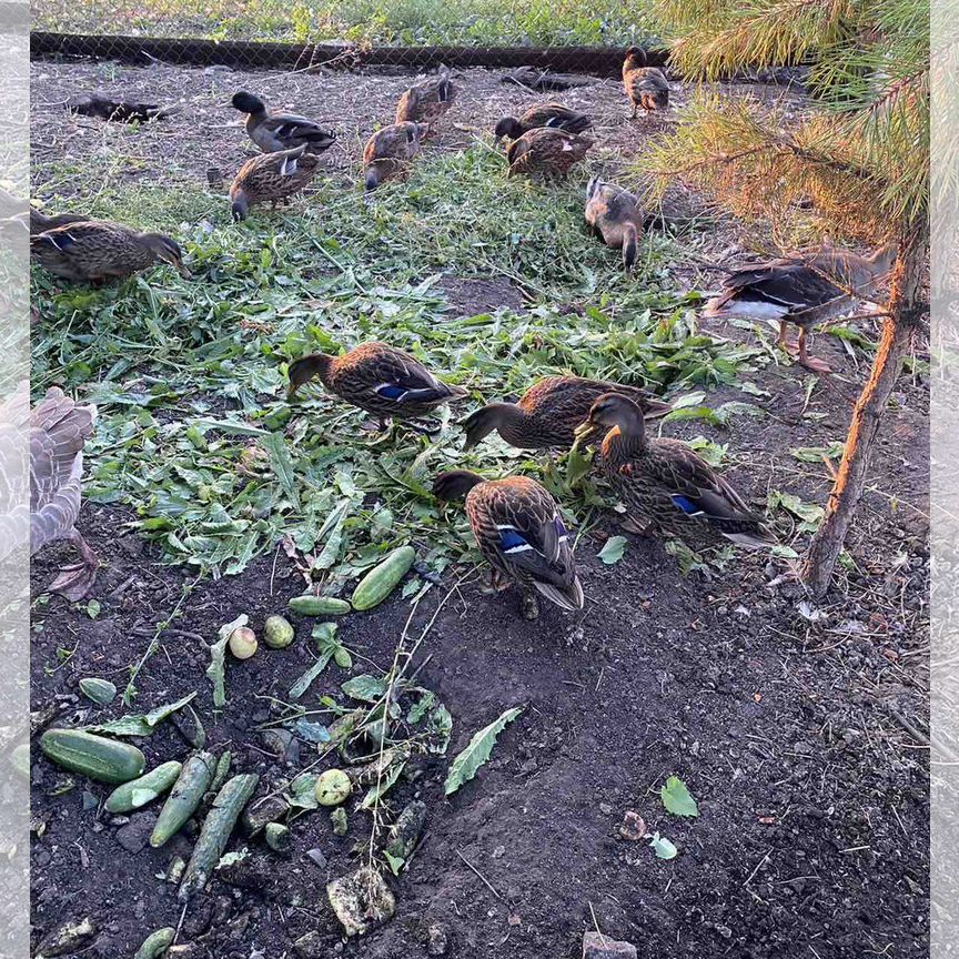 Подсадные утки