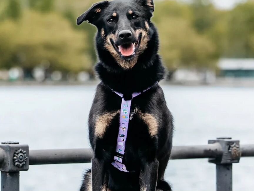 Собака в добрые руки