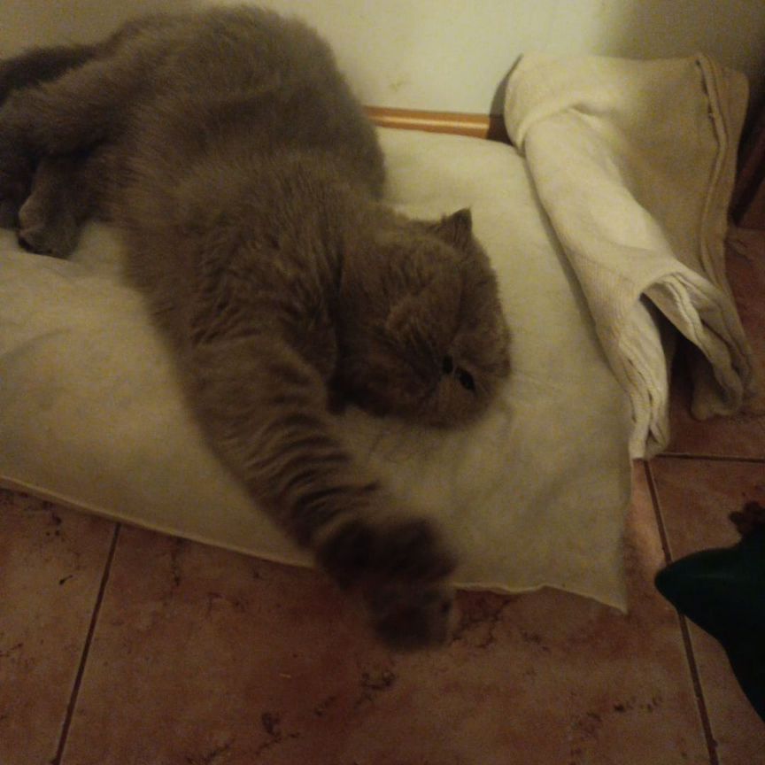 Отдам британскую кошку в ответственные руки