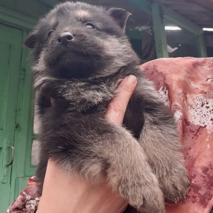 Продаются щенки вео