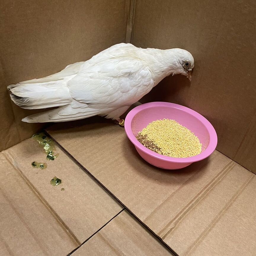 Голубь нуждается в помощи