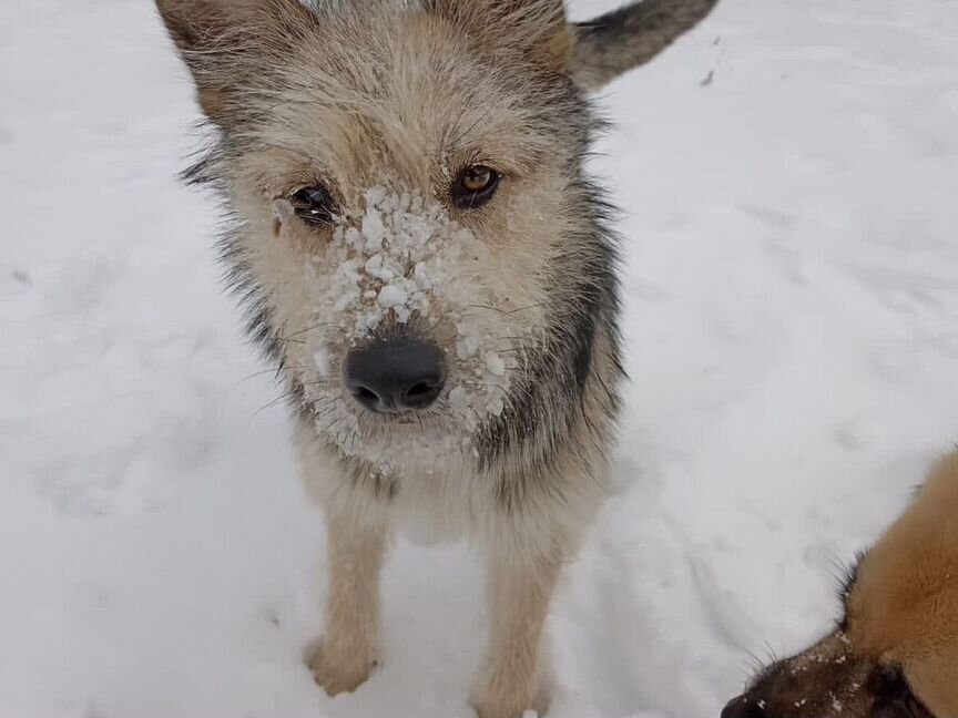 Щенок девочка