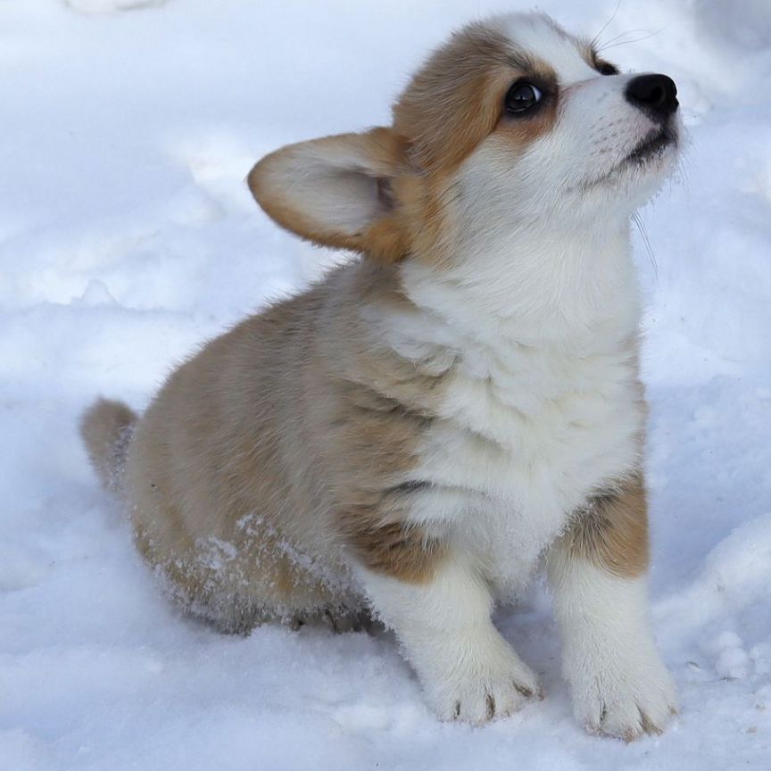 Вельш Корги Пемброк, щенок