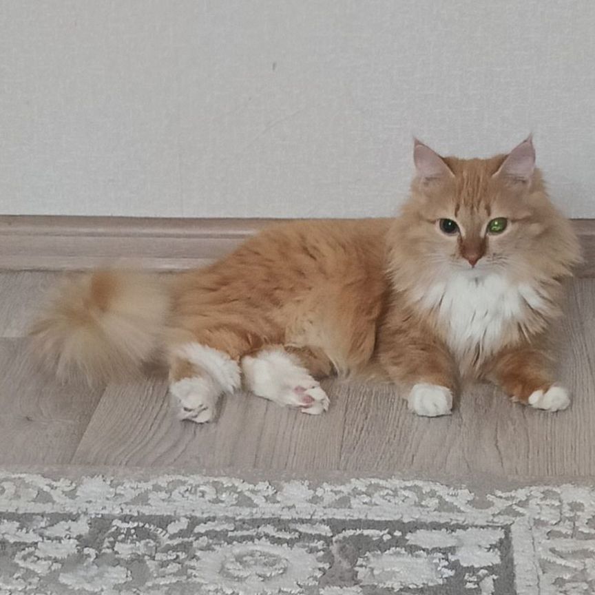 Взрослая, кошка в добрые руки