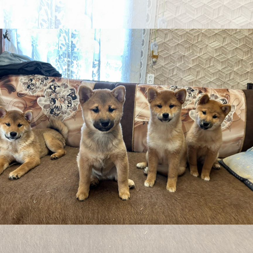 Щенки сиба ину