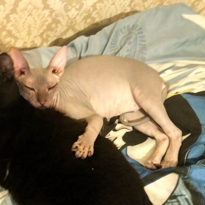 Канадский сфинкс котенок бесплатно