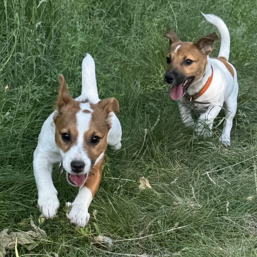 Джек-рассел-терьер, щенок