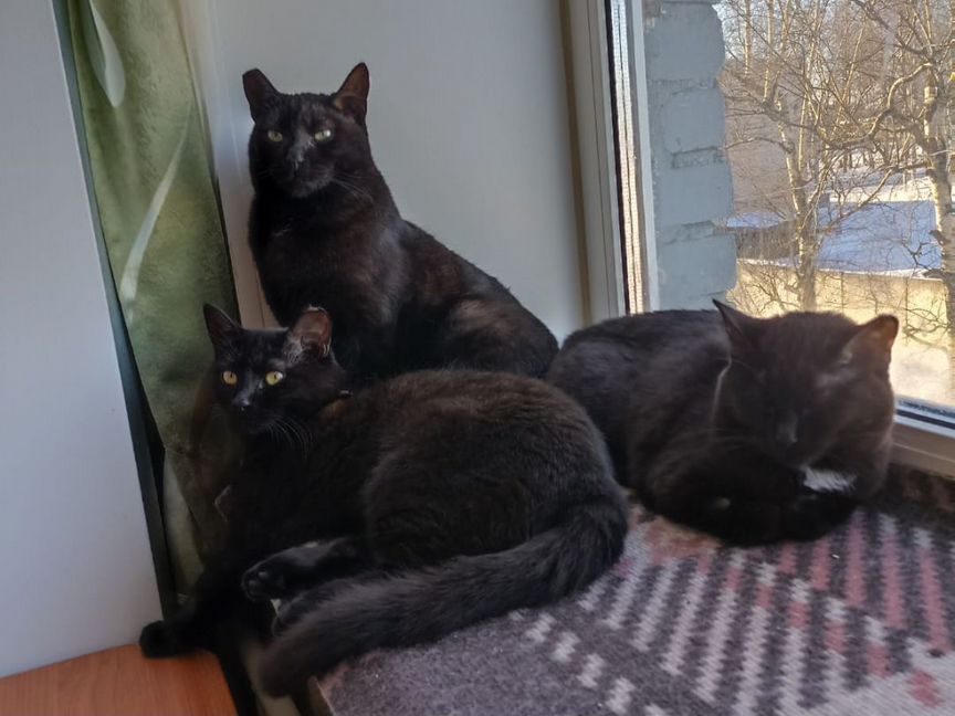 Кошка с котятами