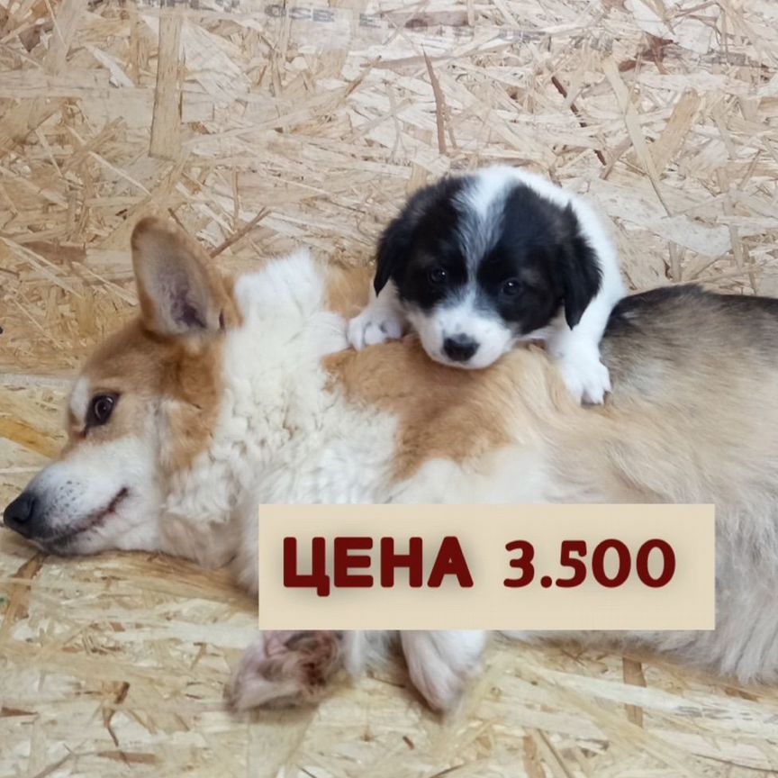 Вельш Корги Пемброк, щенок