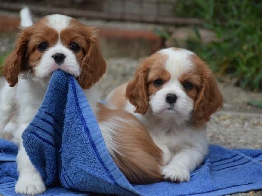 Кавалер Кинг мальчики мини