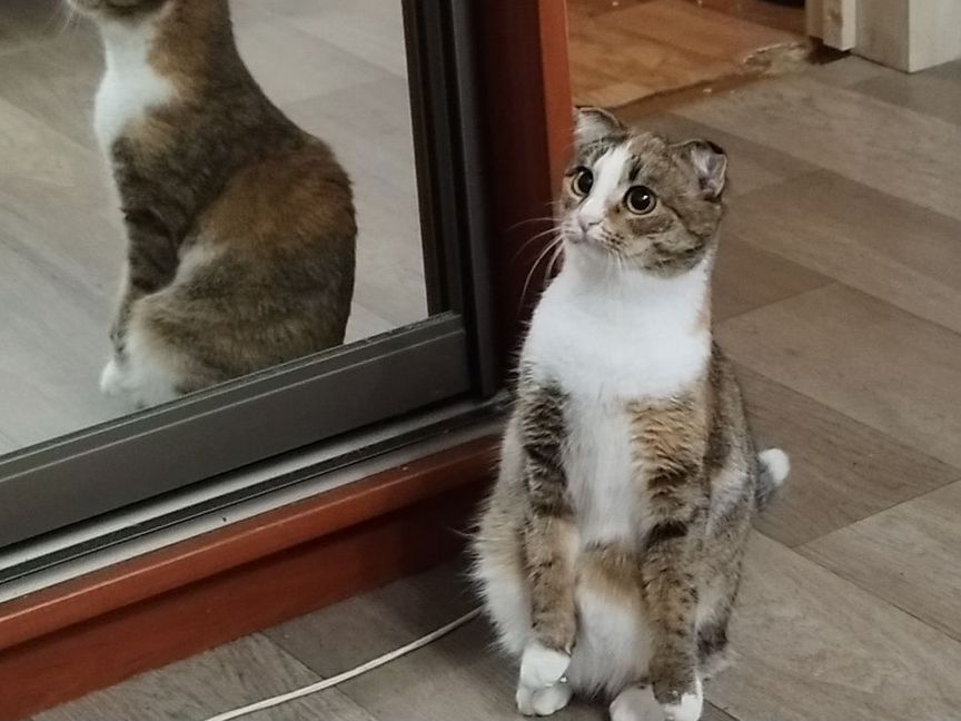 Шотландская кошка(11 мес)