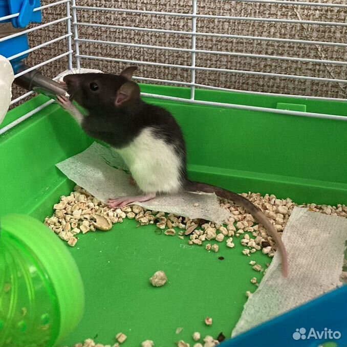 Крыска дамбо в добрые руки