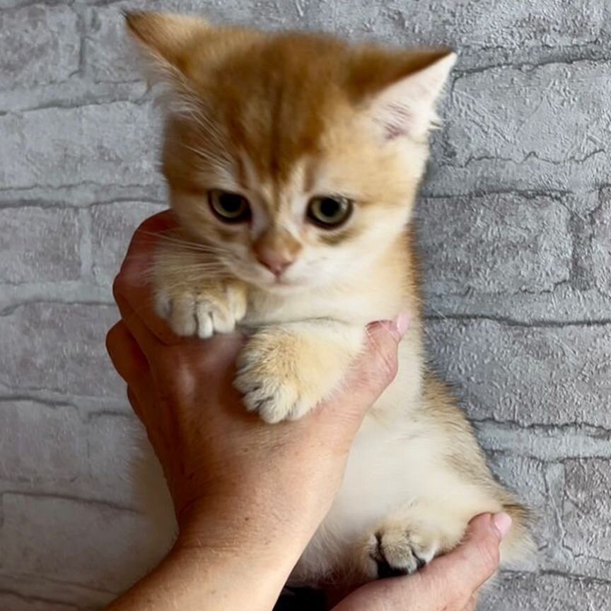 Рыжий котенок с изюминкой