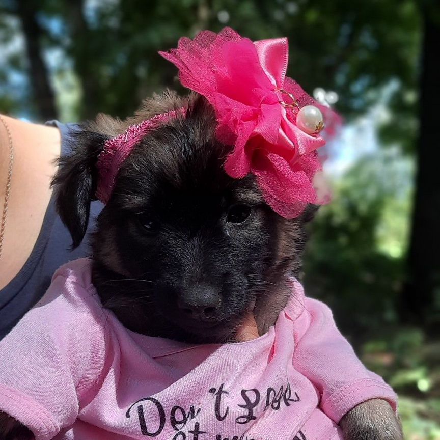 Щенок в добрые руки