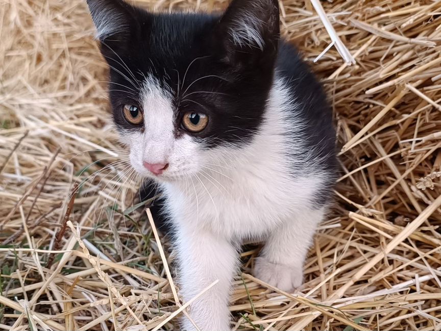 Пушистая радость