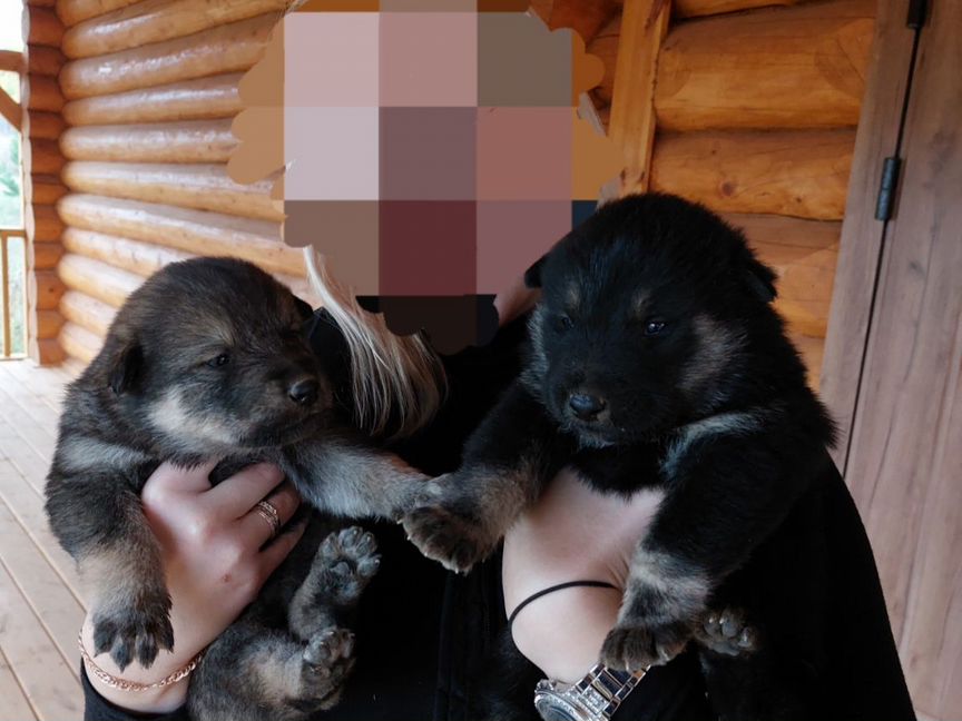 Щенки в добрые руки