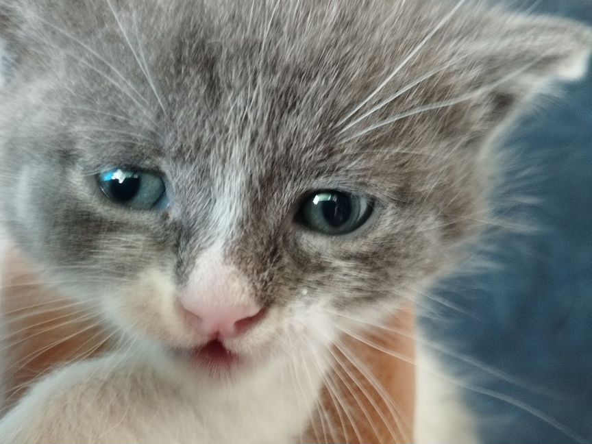Котенок в дар бесплатно