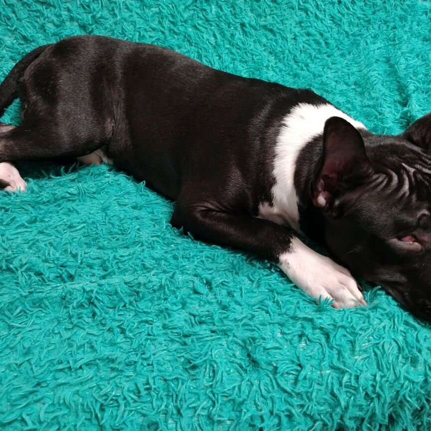 Отдам в добрые руки амстафф