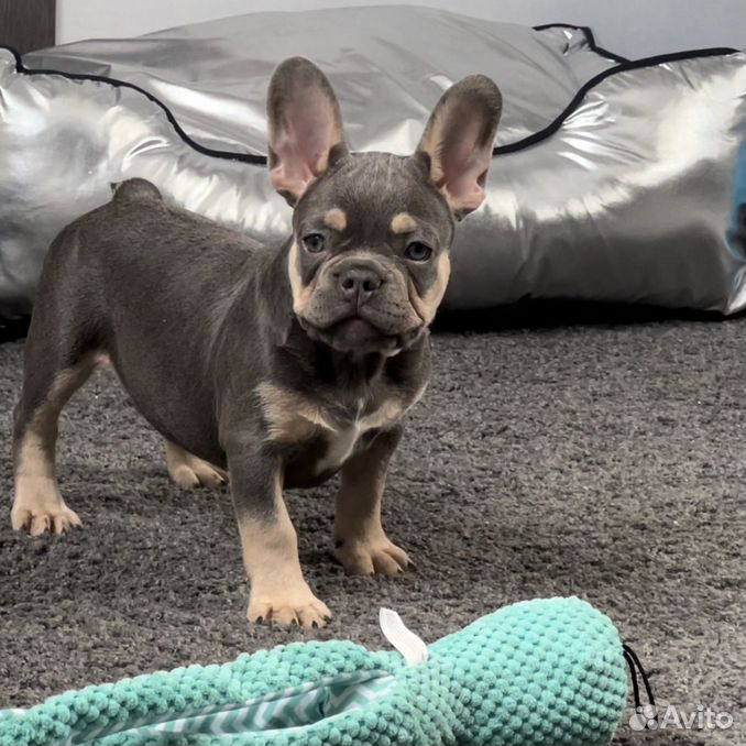Французский бульдог красавчик может стать вашим