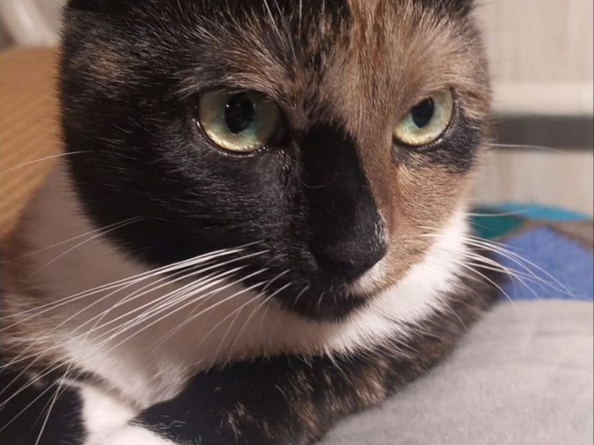 Кошки в добрые руки