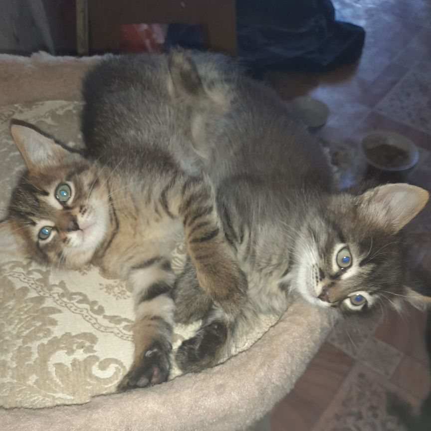 Отдам кота в добрые руки от домашней кошки