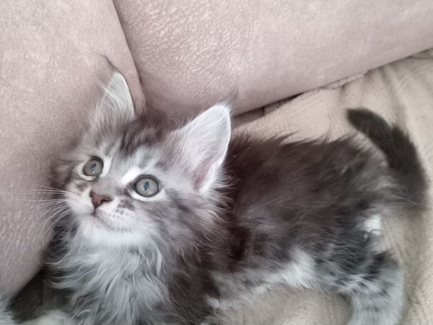 Котята мейн-кун