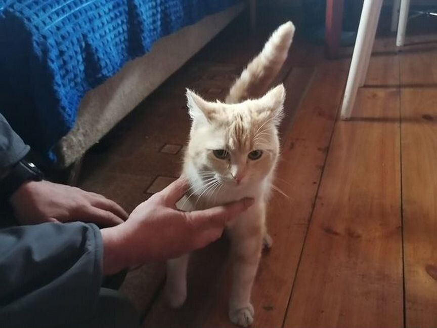 Нашли котика