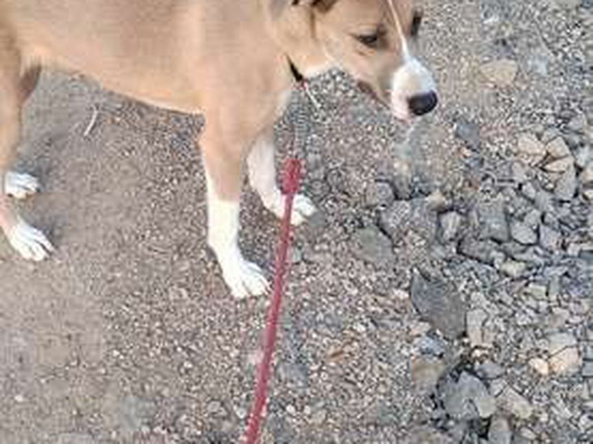 Собака в добрые руки щенок мальчик