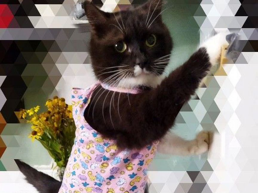 Кошка Кайли