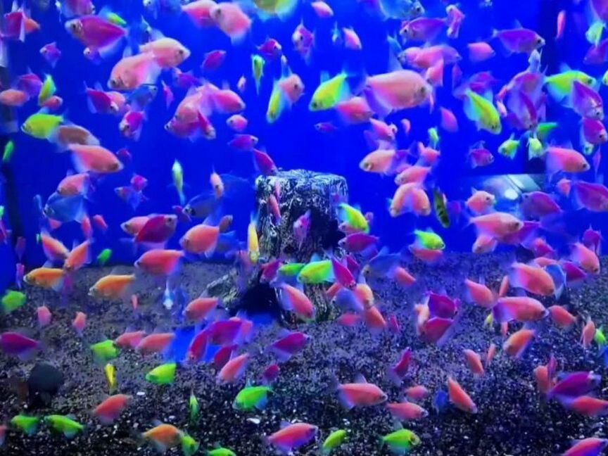 Тернеция гло