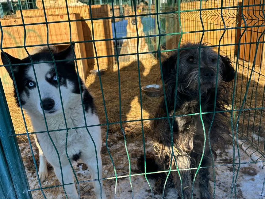 Хаски и помесь терьера в отлове. Спасите