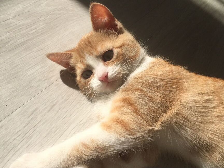 Мира, кошечка