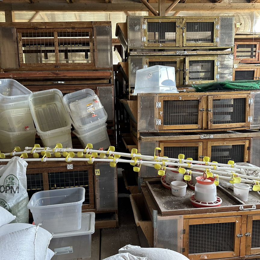 Клетка брудер для куриц кроликов перепелов птиц