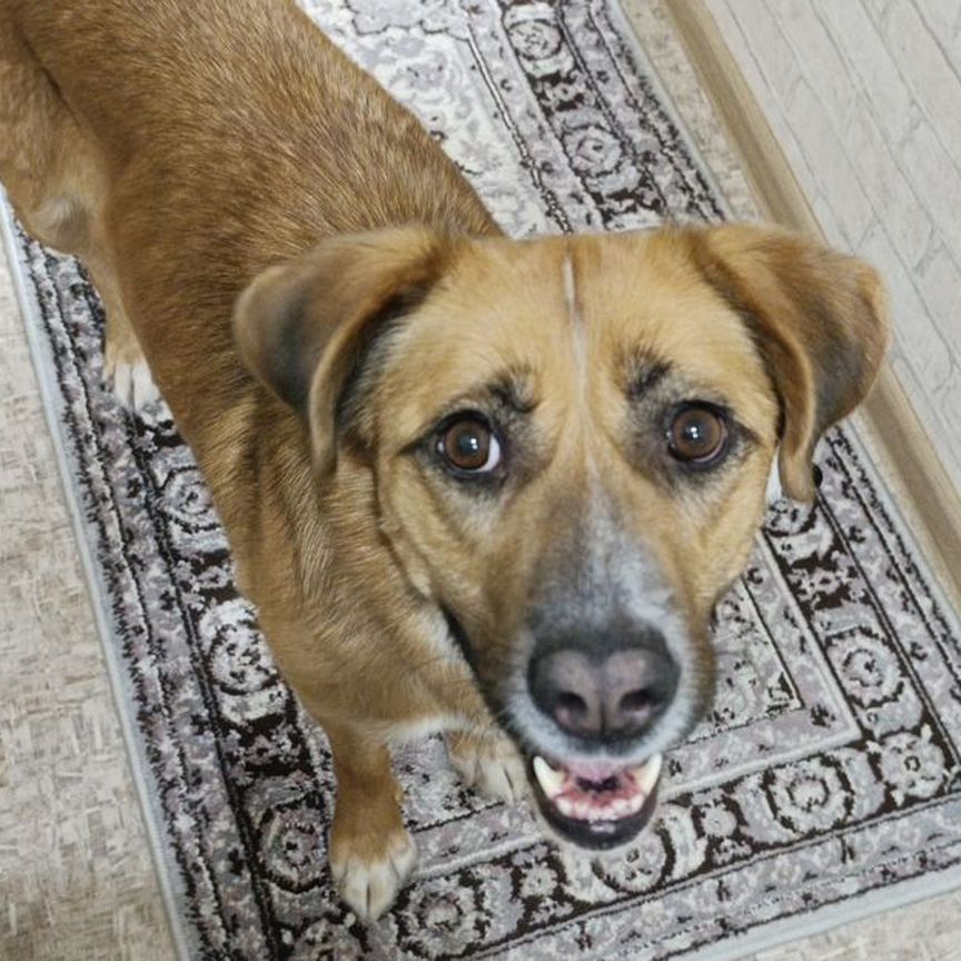 Взрослая собака в добрые руки