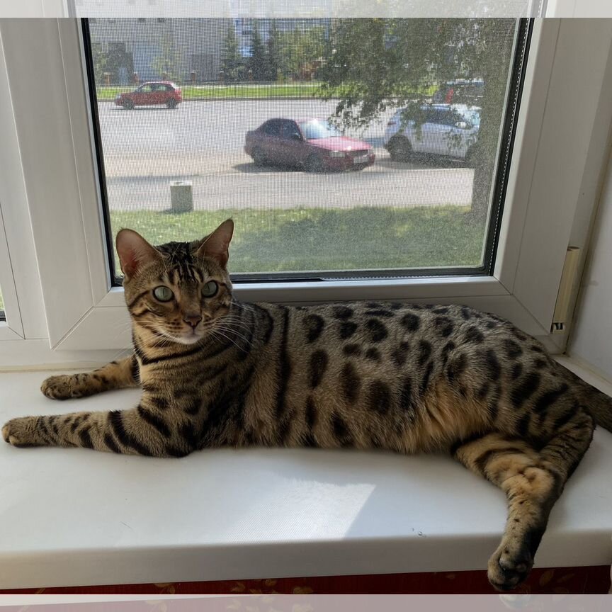 Бенгальская кошка бесплатно