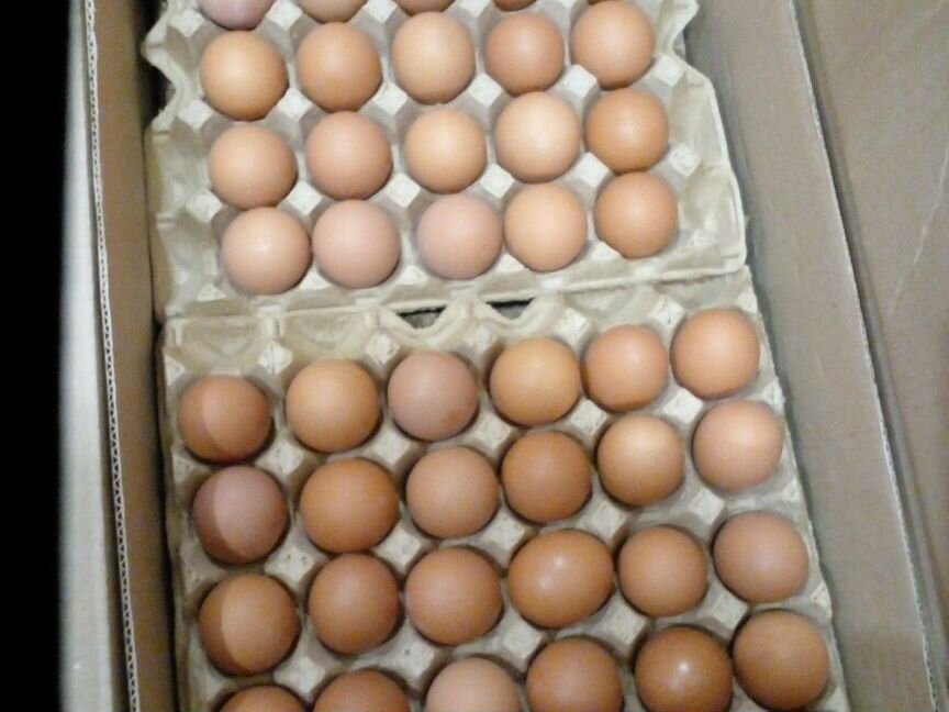 Яйцы курыние