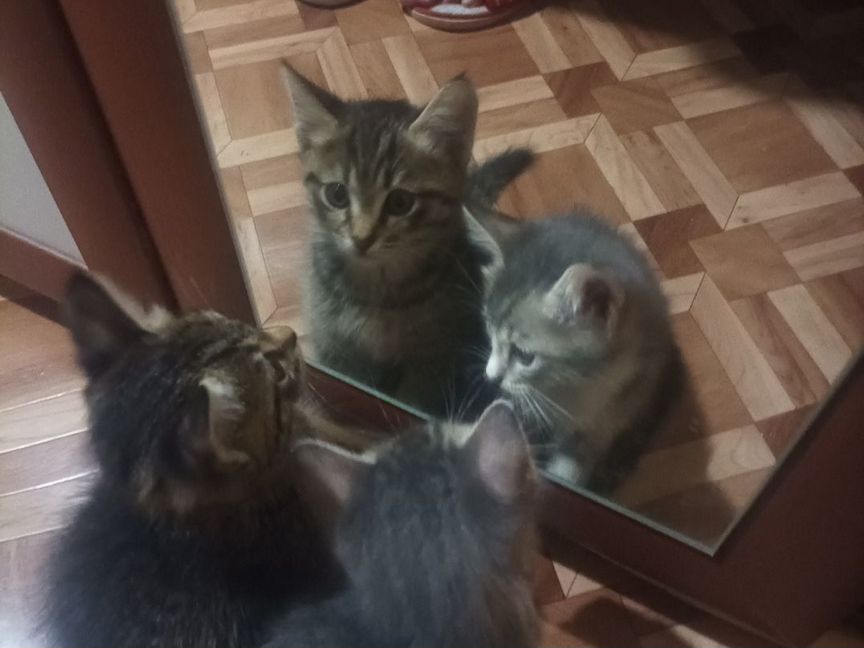 Котенок - тигренок в добрые руки