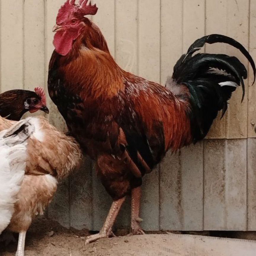 Кучинская юбилейная петух