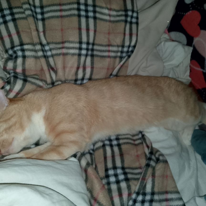 Кот барсик