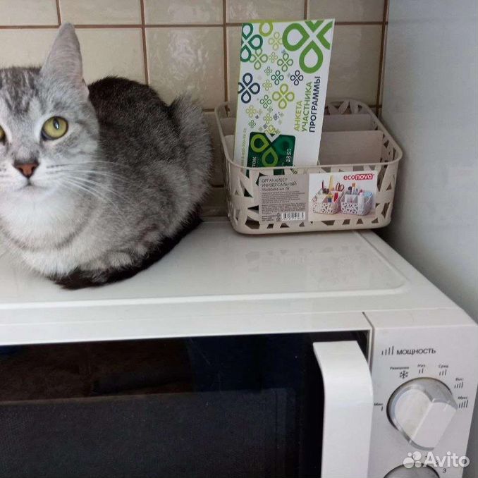 Настоящая принцесса - кошка Роза