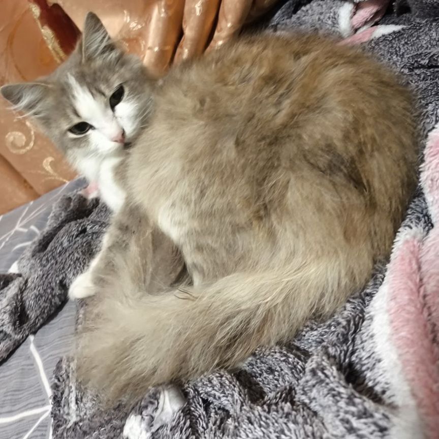 Котёнок в добрые руки