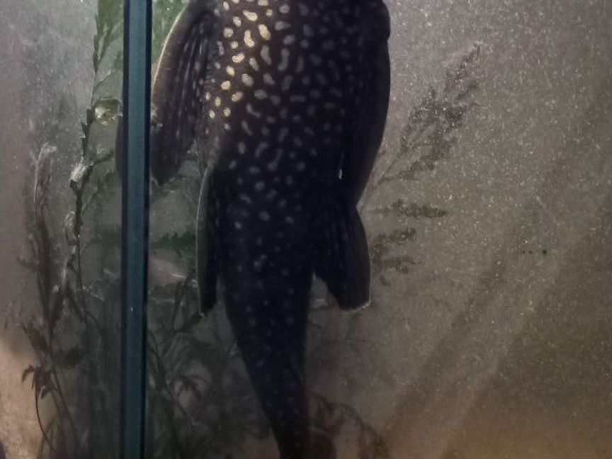 Птеригоплихт