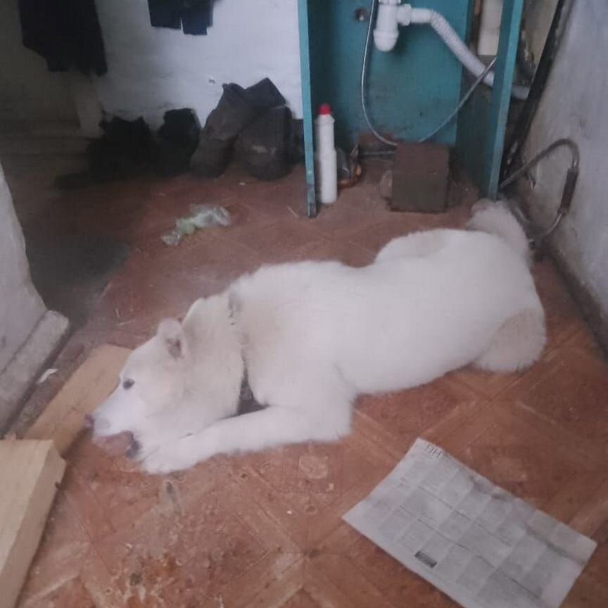 Собака лайка в добрые руки