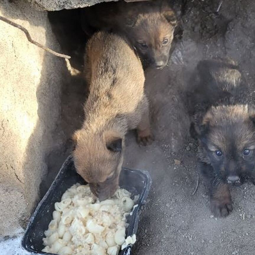 Щенок в добрые руки