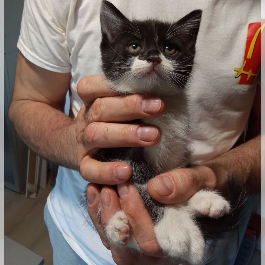 Котята в добрые руки мальчики и девочки