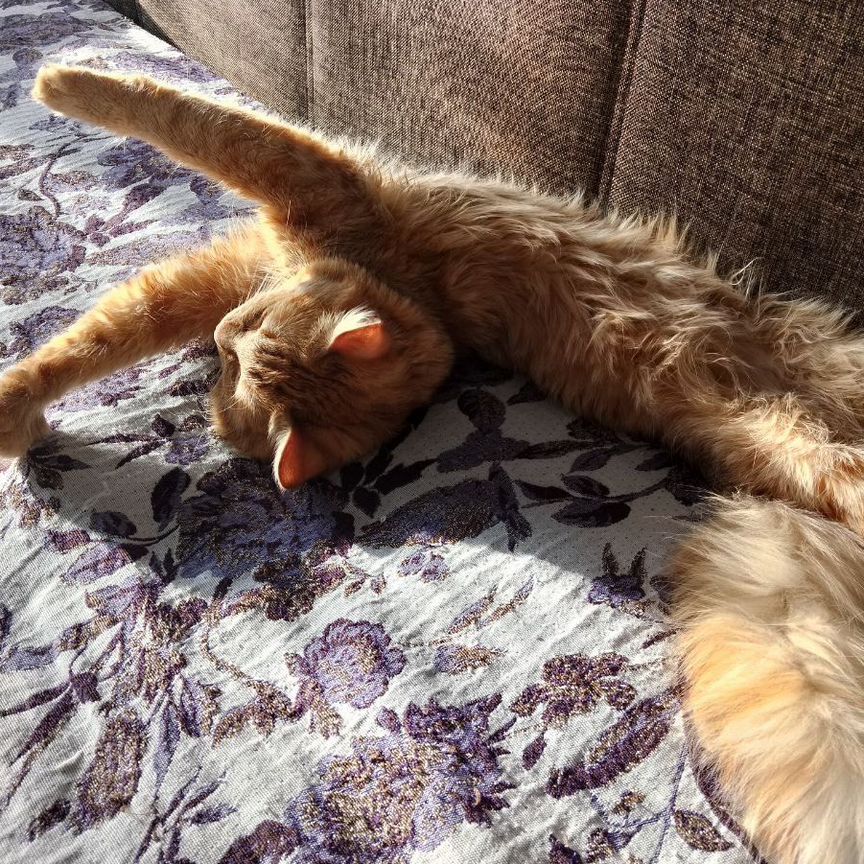 Отдаём кота, на летний период