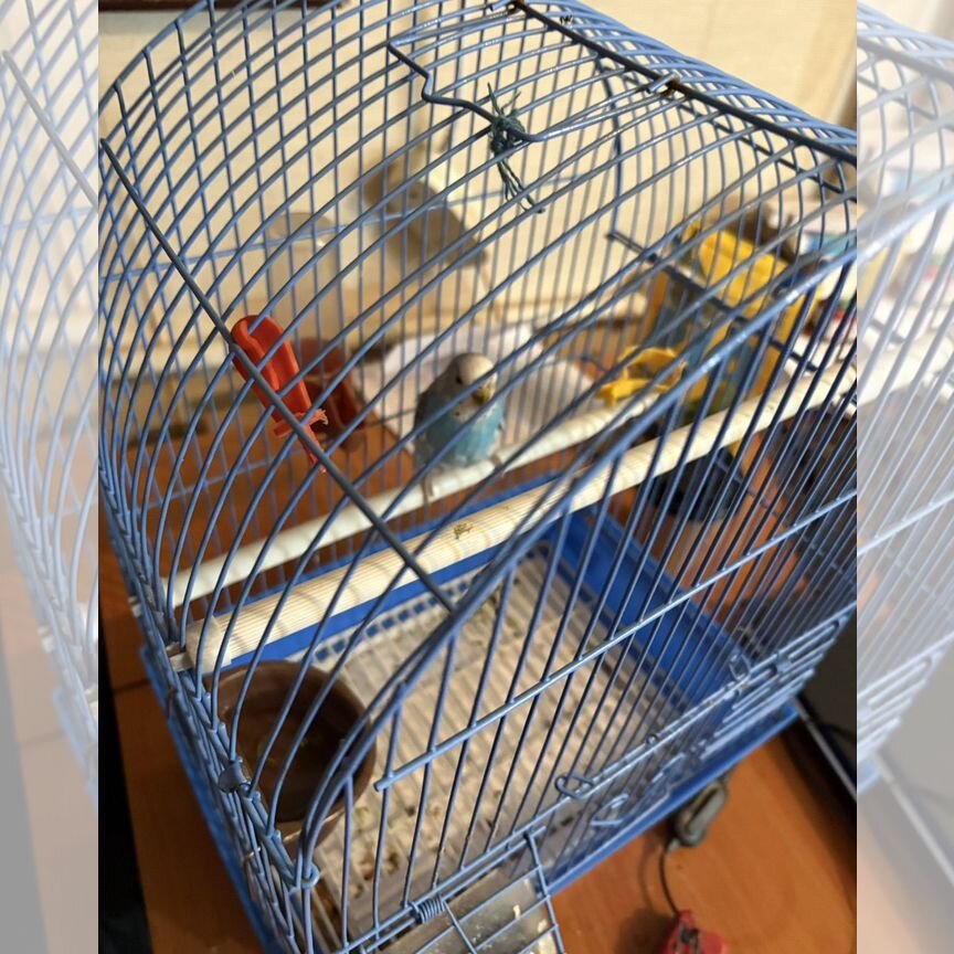 Волнистый попугай