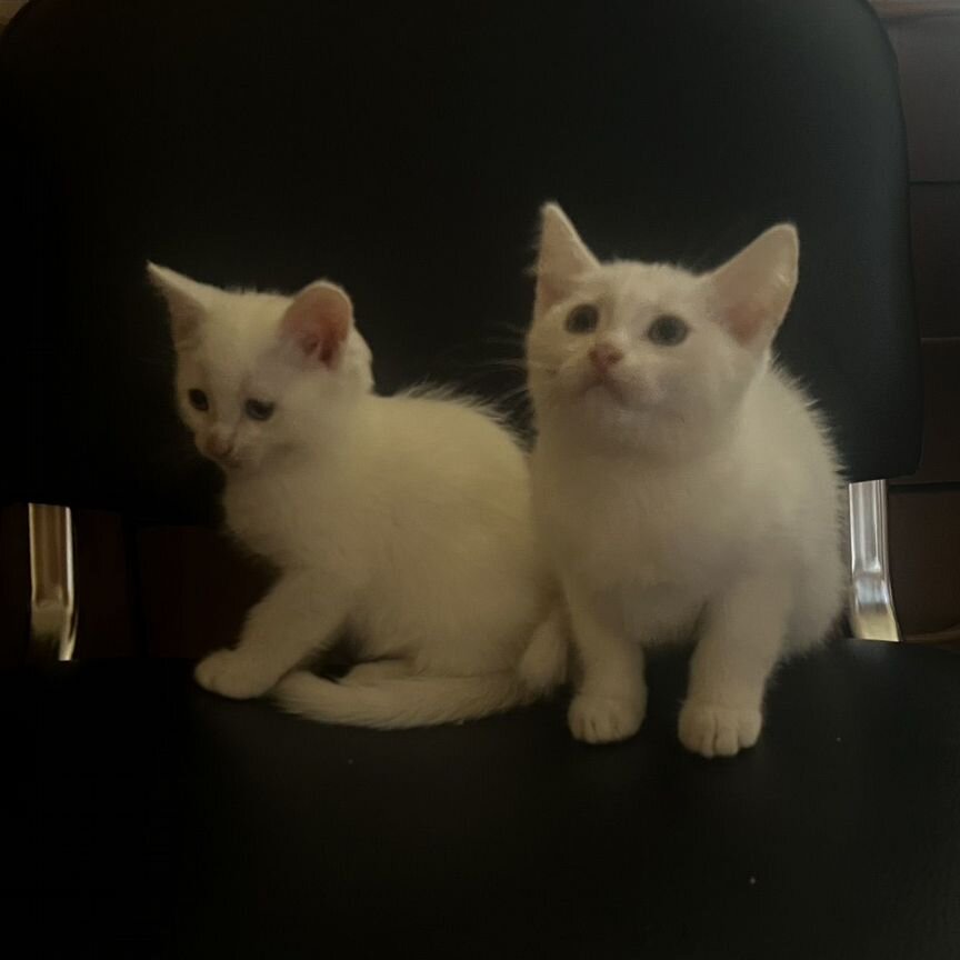 Отдам котят